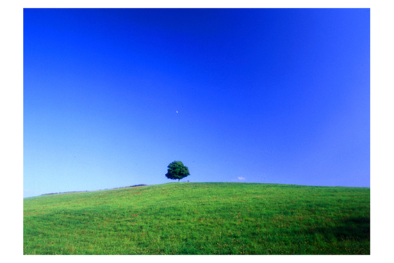 一本の樹only tree 写真ポストカードの世界 丘のうえの小さな写真館